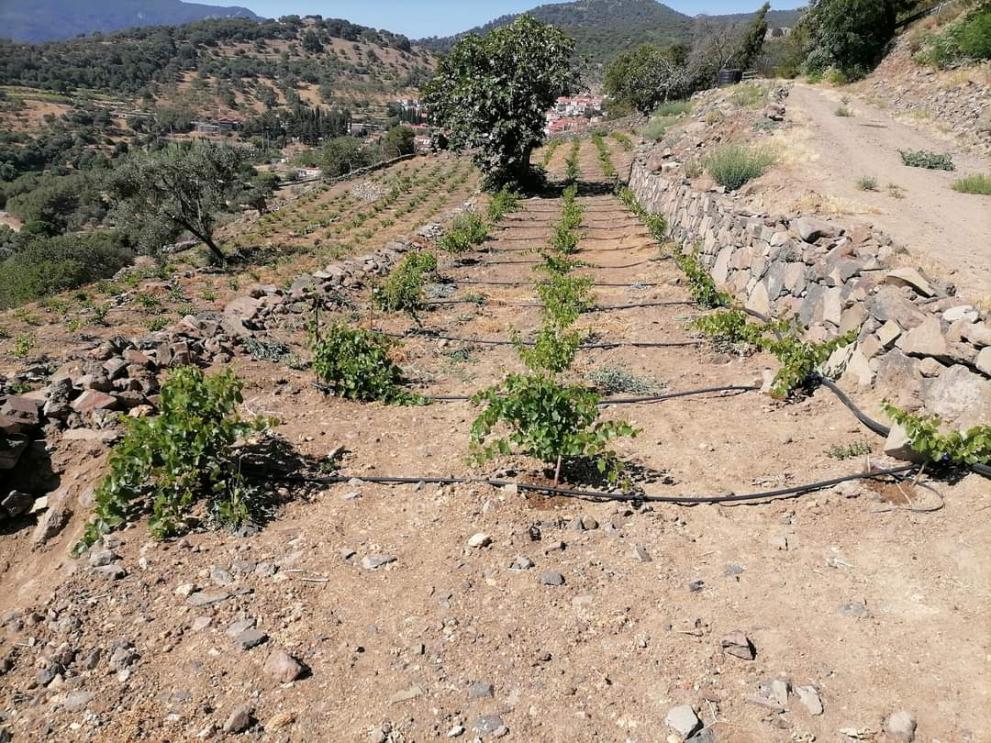 «Πως να ημερεύσεις…ένα άγριο αμπέλι» – Στην Ανεμώτια 1 και 2 Οκτωβρίου ...